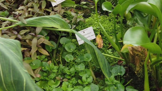 Swamp Garden Plants - Free video on Pixabay