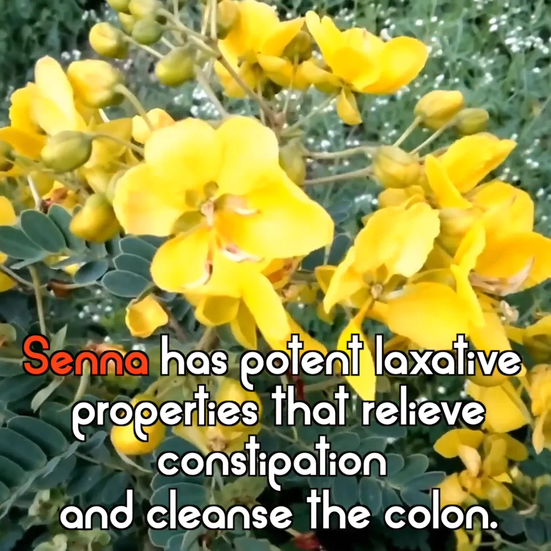 Senna Capsule For Colon Cleanse on Vimeo
