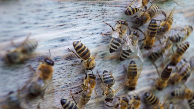 Bee, Honey, Insect. Free Stock Video - Pixabay