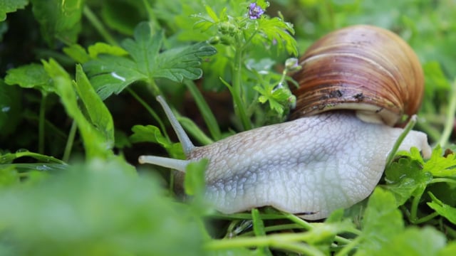 Snail Nature Shell - Free video on Pixabay