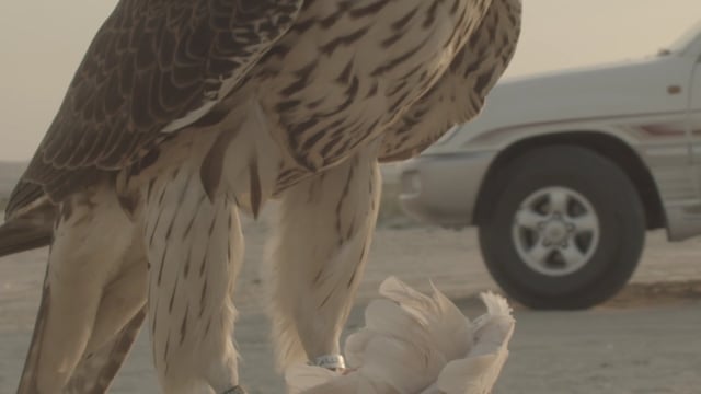 Halcón Peregrino Pájaro - Free video on Pixabay - Pixabay