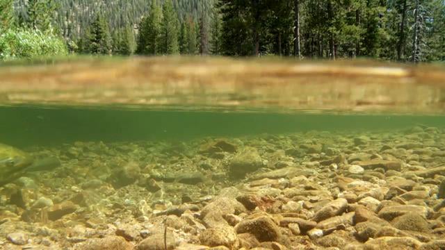 Chinook salmon digging a redd on Cape Horn Creek on Vimeo