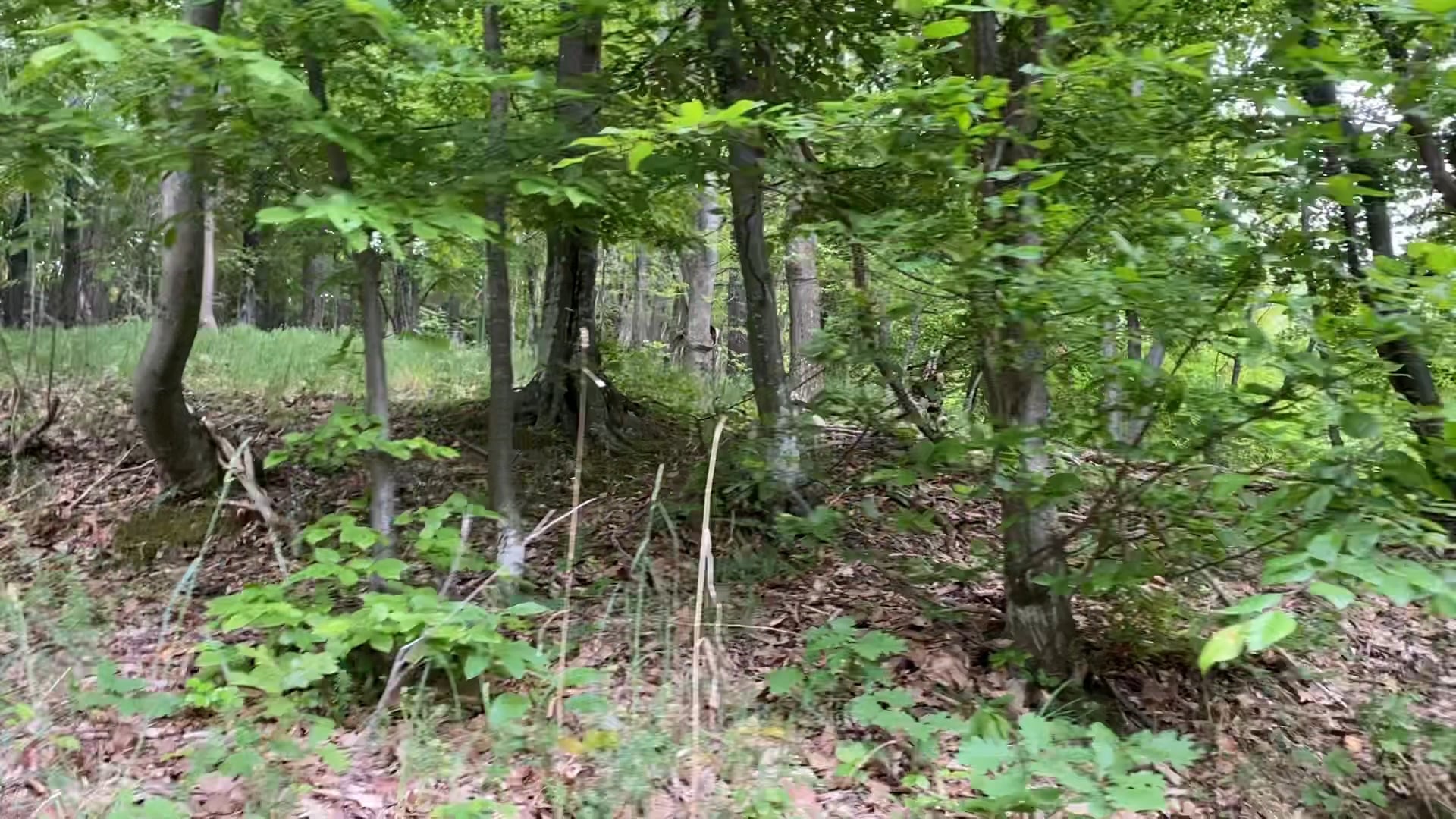 Ljubicevac-cista priroda on Vimeo