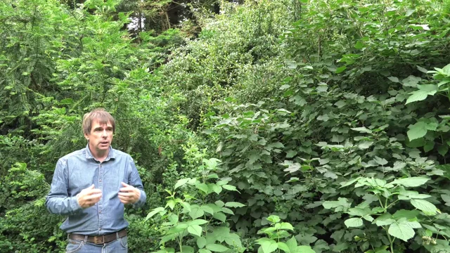 Martin Crawford S Forest Garden Part 1 | Fasci Garden
