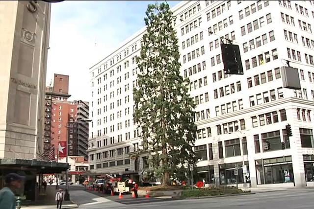 Saving a Giant Iconic Sequoia Tree in Downtown Seattle w/ SDOT and ...