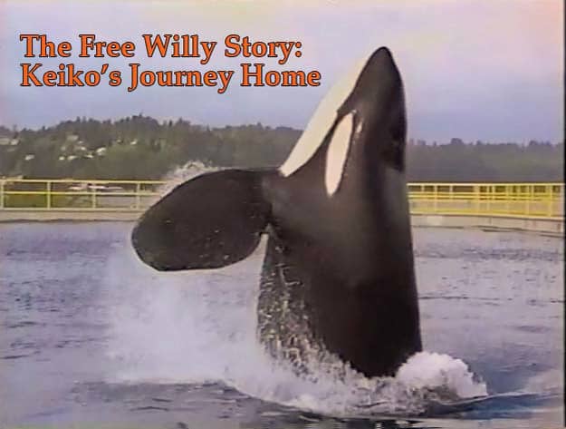 The Free Willy Story: Keiko's Journey Home on Vimeo