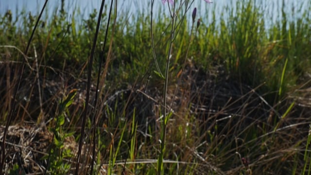 Meadow Fields Field - Free video on Pixabay