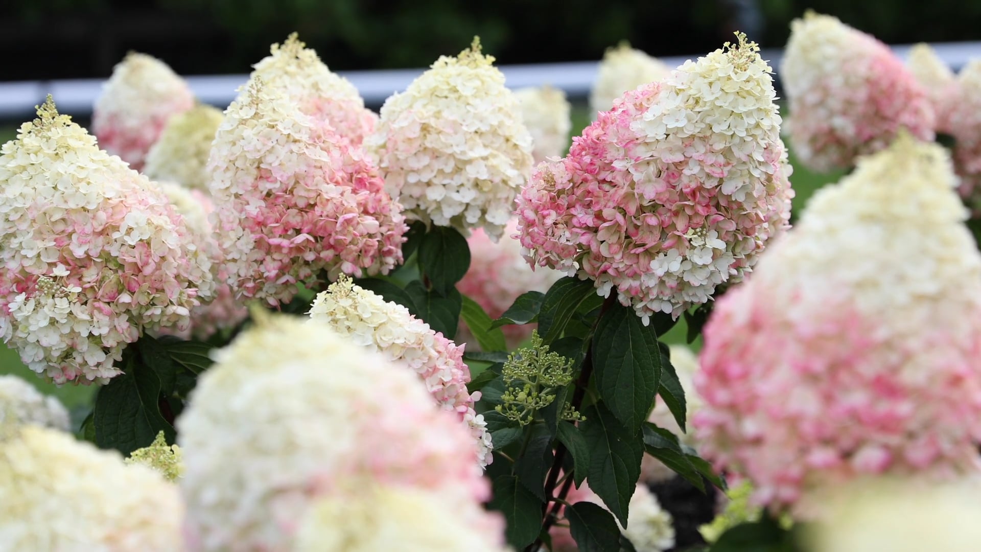 Hydrangea Living Pinky Promise® on Vimeo