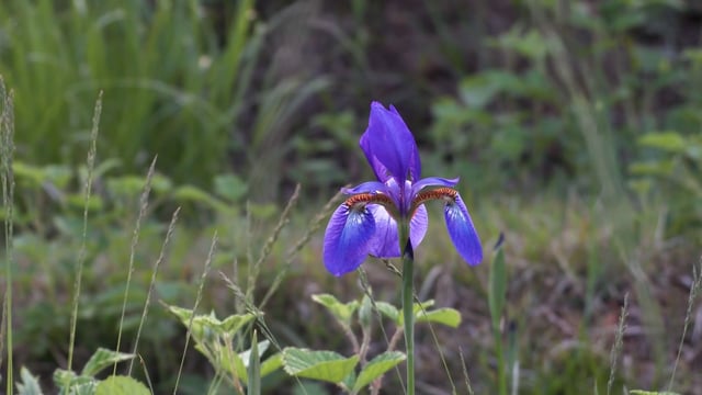 Wildflower Iris Nature - Free video on Pixabay
