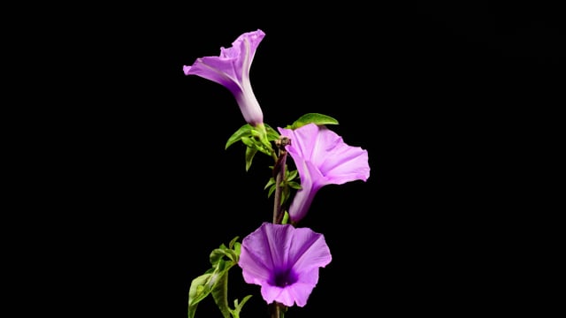 1,000+ Free Blooming Flowers & Bloom Videos, HD & 4K Clips - Pixabay