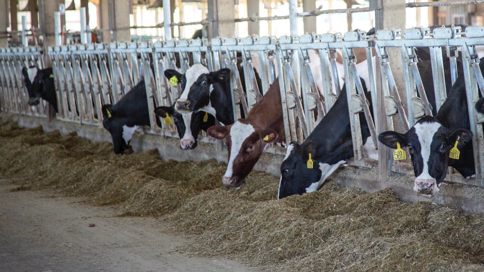 Mitchell Dairy farm Dairy Month on Vimeo