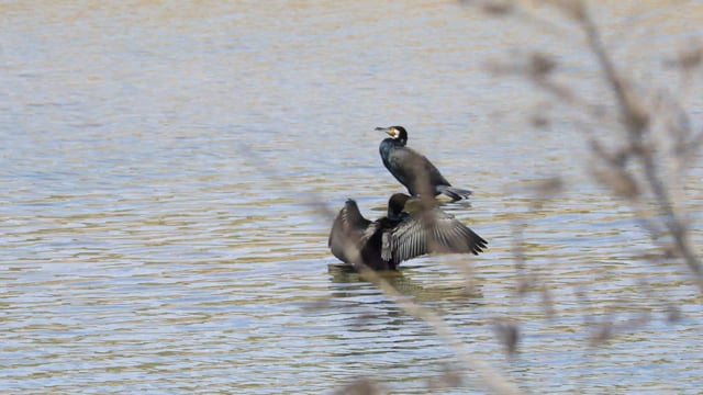 Cormorants Thunder Duck Animal - Free video on Pixabay