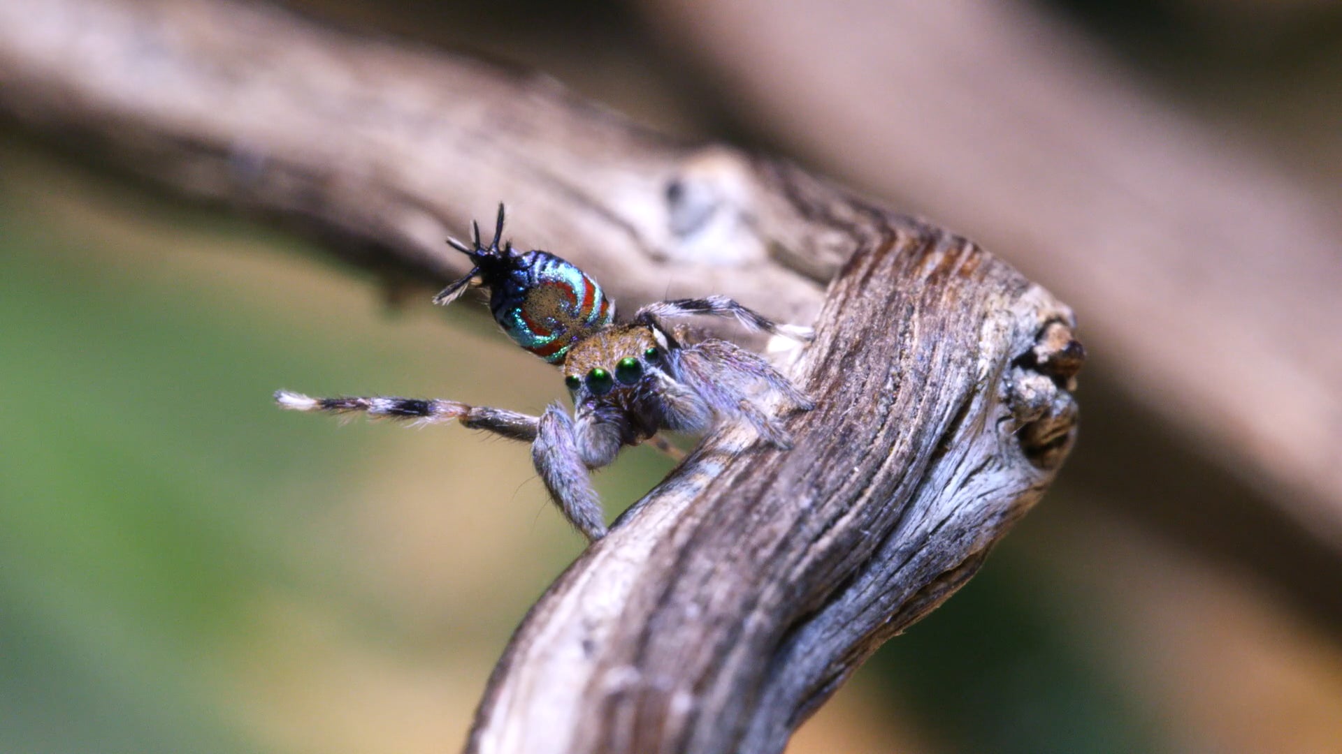 Maratus ottoi 3 on Vimeo