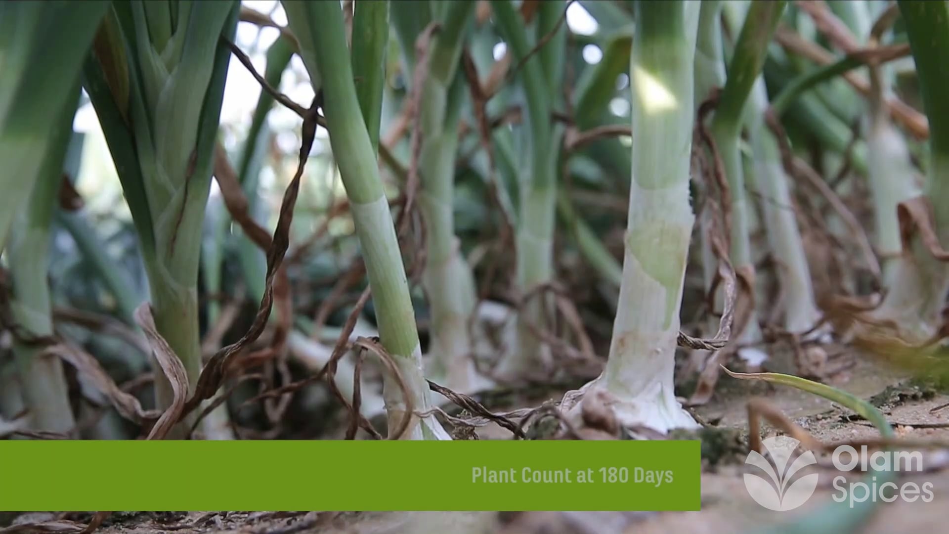 Olam Spices - Egyptian White Onion on Vimeo