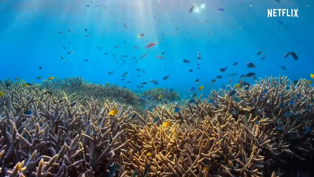 Our Planet: Coastal Seas opening