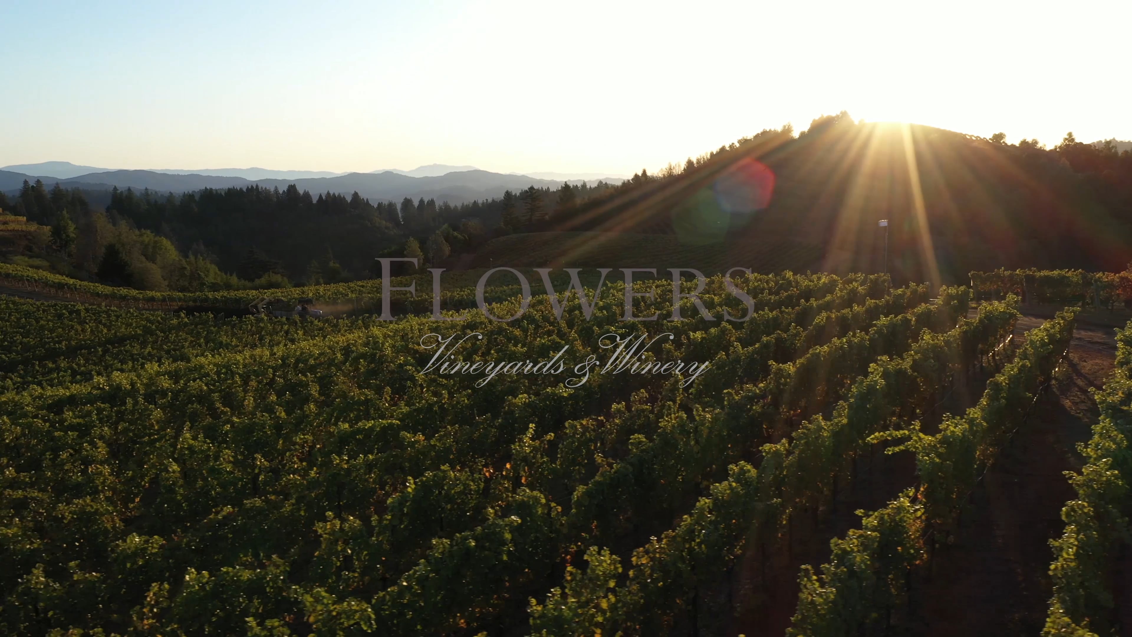 Flowers Vineyard & Winery Sea View Ridge vineyard on Vimeo