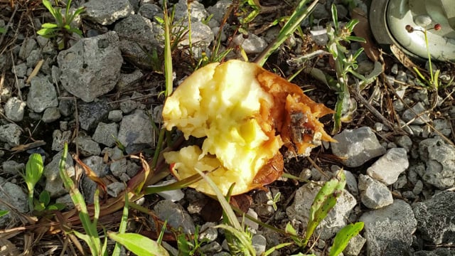 Quick 025cal FX Impact Slug Test - Hybrid and NSA - Airgun101