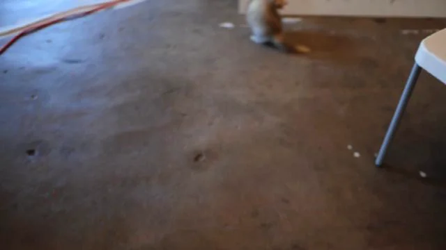 Weasel War Dance on Vimeo