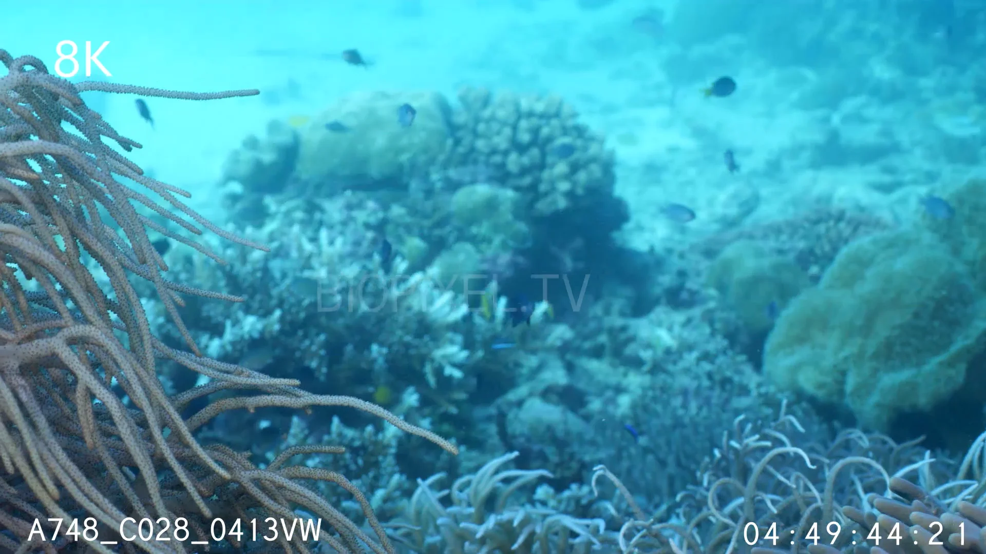 Fighting - Fang blenny, mimic cleaner wrasse attacking fish 8K on Vimeo