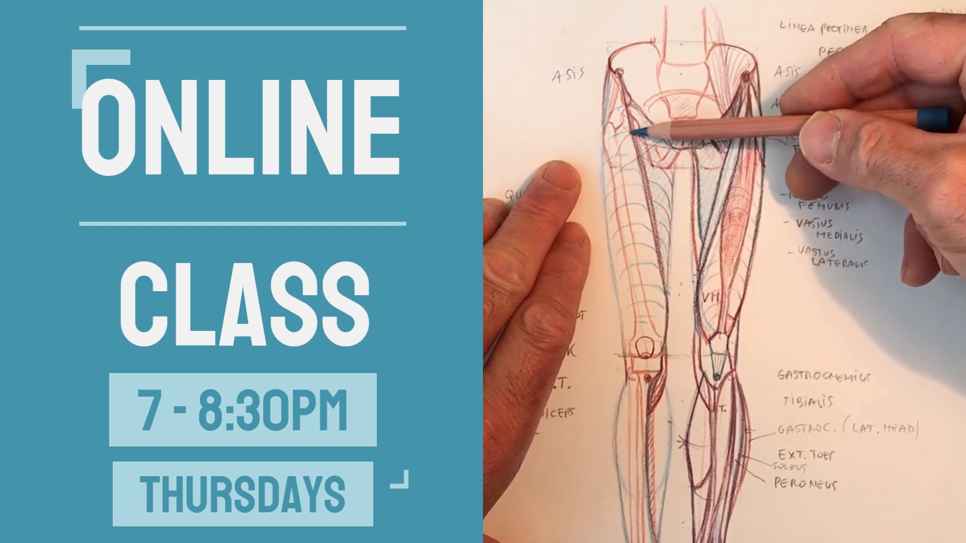 Online Class | Basic Human Anatomy [June 2020] on Vimeo
