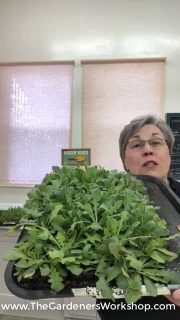 Lisa Live! Seed Starting Strategies for Flowers & Vegetables on Vimeo