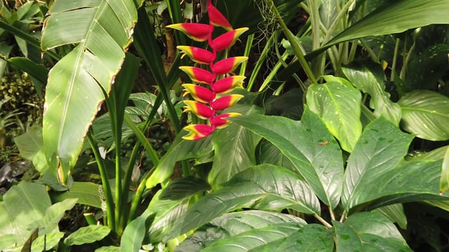 Selva Flor Naturaleza - Free video on Pixabay