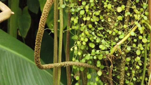 Tree, Moss, Vine. Free Stock Video - Pixabay