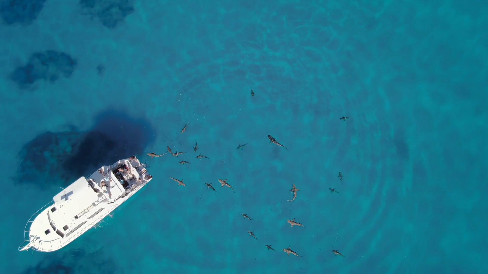 Save This Shark Trailer 60" on Vimeo