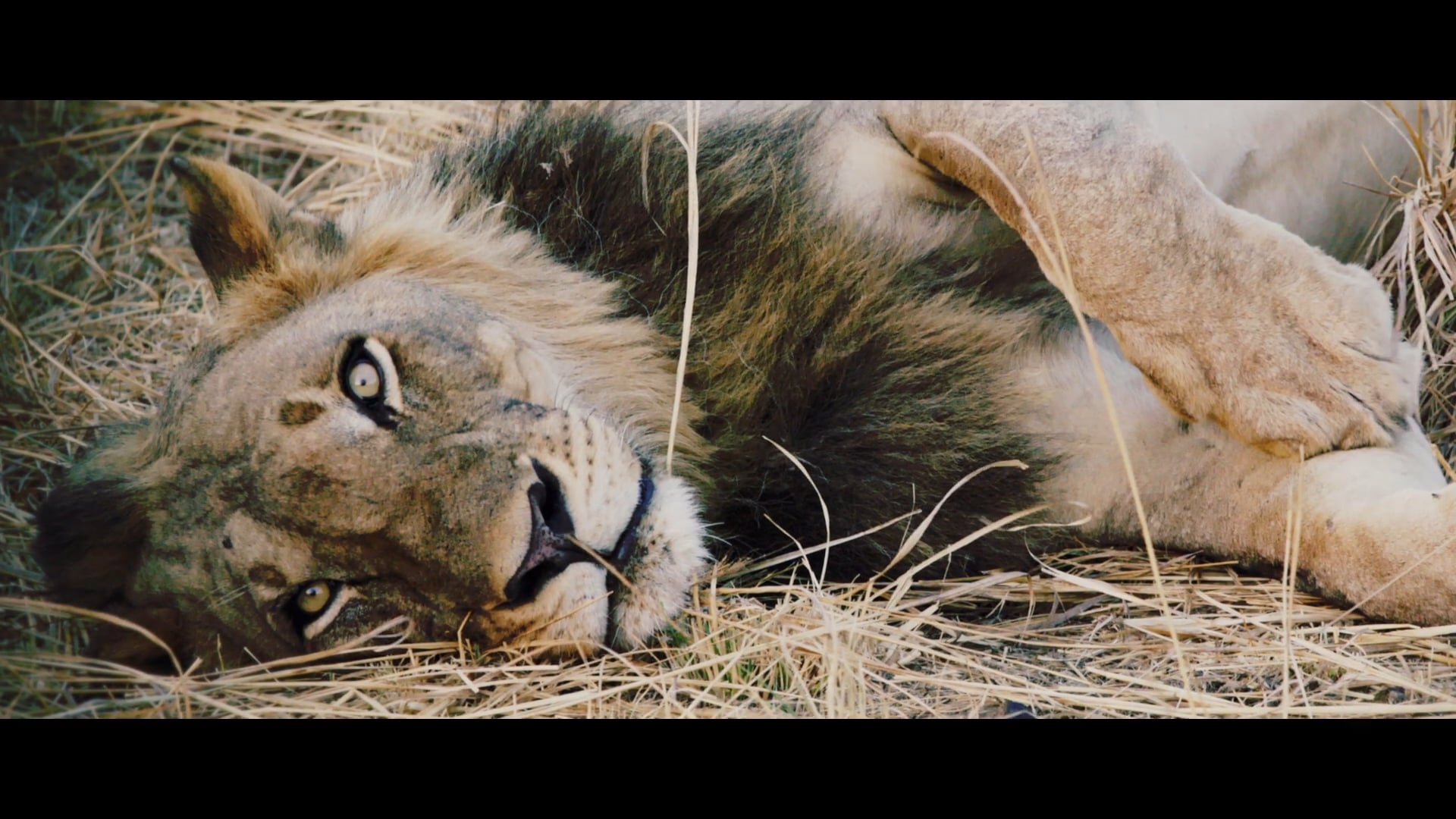 Rachel McRobb-CEO, Conservation South Luangwa on Vimeo