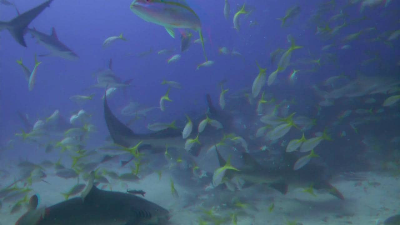 Shark video: Monster chaos in the Bahamas (3D anaglyph) on Vimeo
