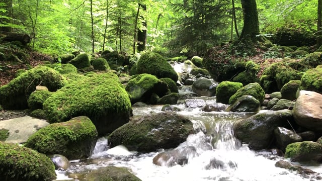 Bosque Naturaleza Paisaje - Free video on Pixabay - Pixabay