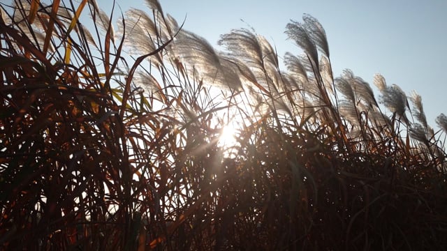 4+ Free Billions & Grass Videos, HD & 4K Clips - Pixabay