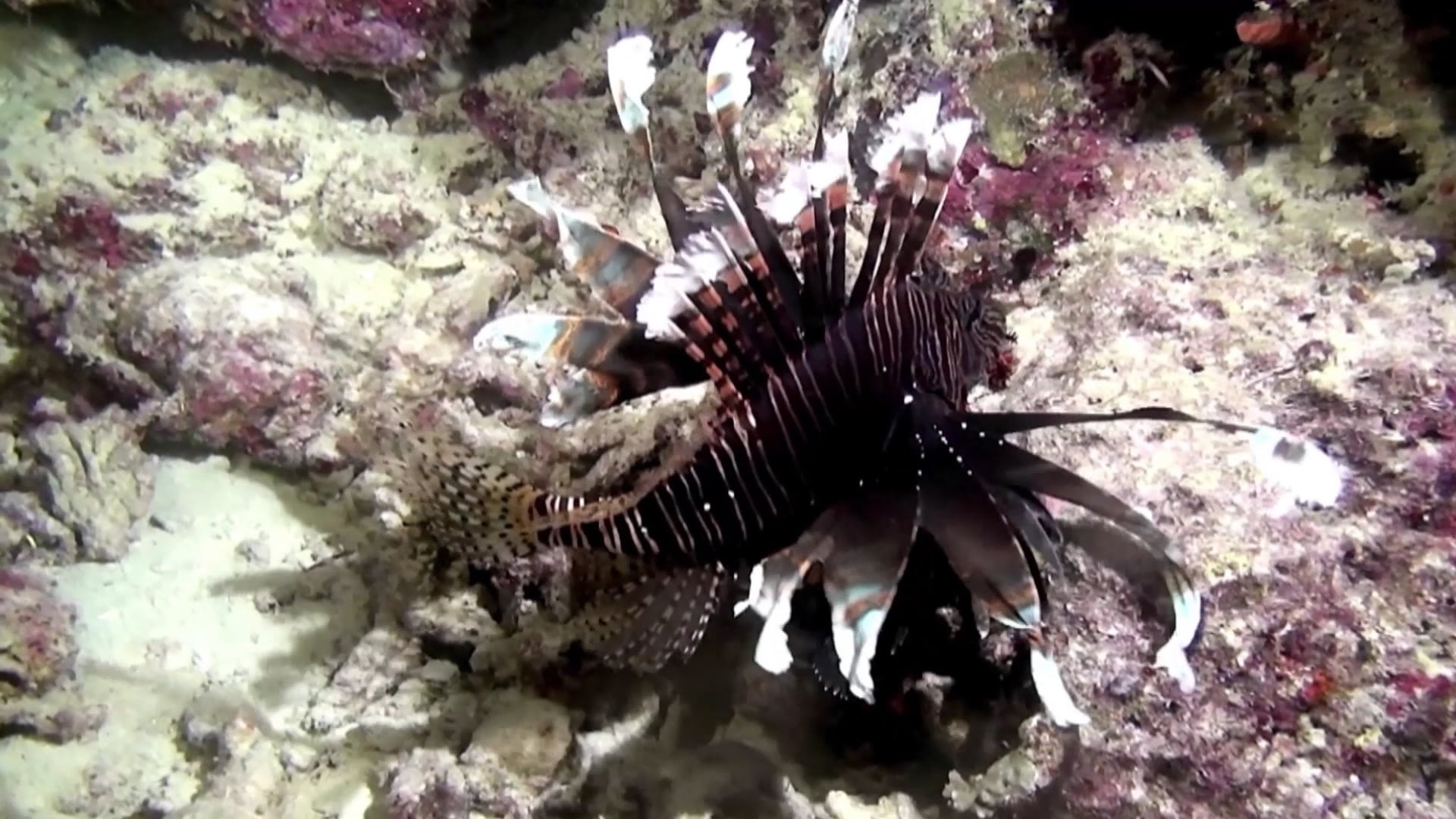 Watch Magical Reef: The Islands of the Four Kings Online | Vimeo On ...