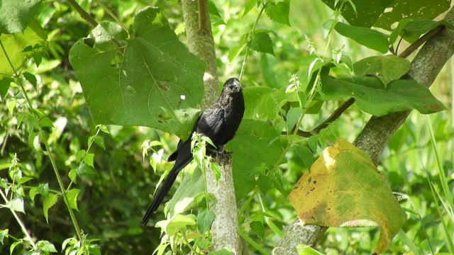 Negro Pájaro Naturaleza - Free video on Pixabay - Pixabay