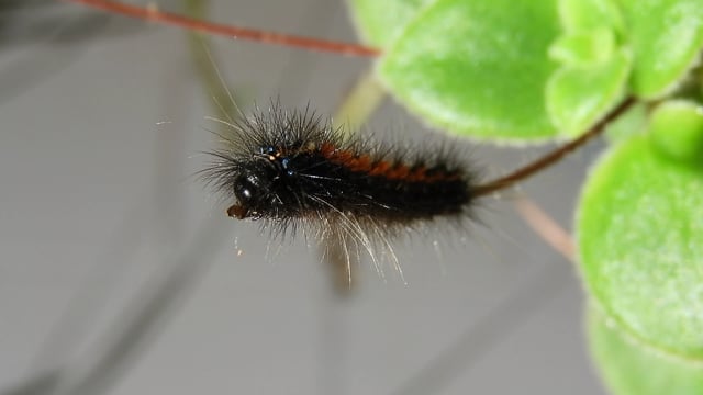 Insect Caterpillar Worm - Free video on Pixabay