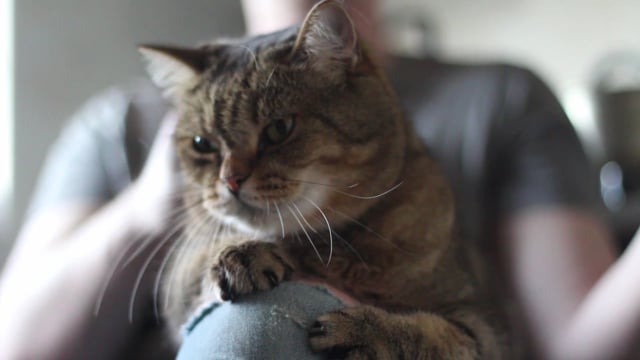 Gato Mascota Un Ronronea - Free video on Pixabay - Pixabay