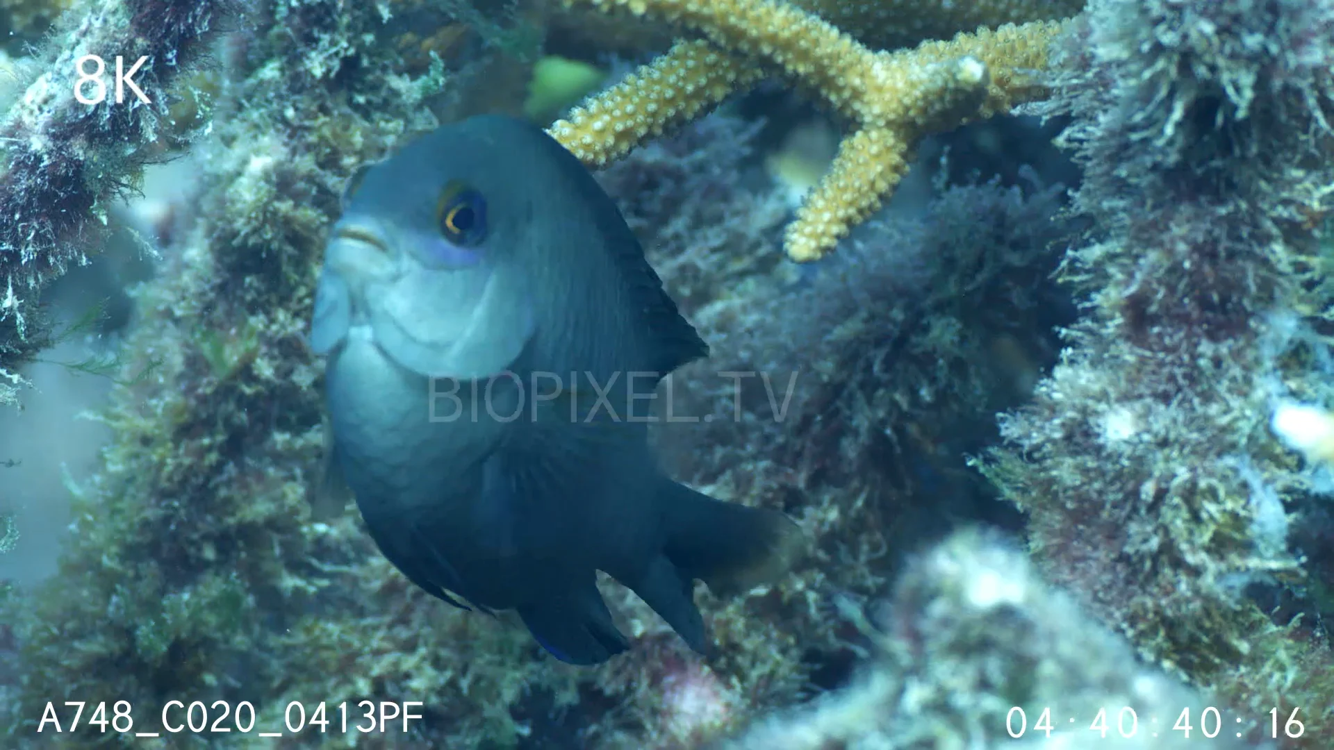 4K Fish Damselfish - Damselfish farming algae 8K on Vimeo
