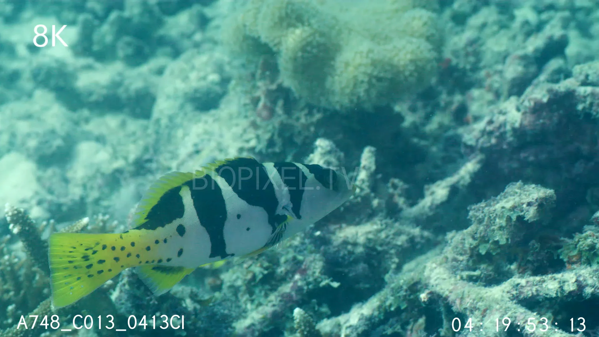 4K Mimicry - Juvenile football trout mimicking black saddled pufferfish ...