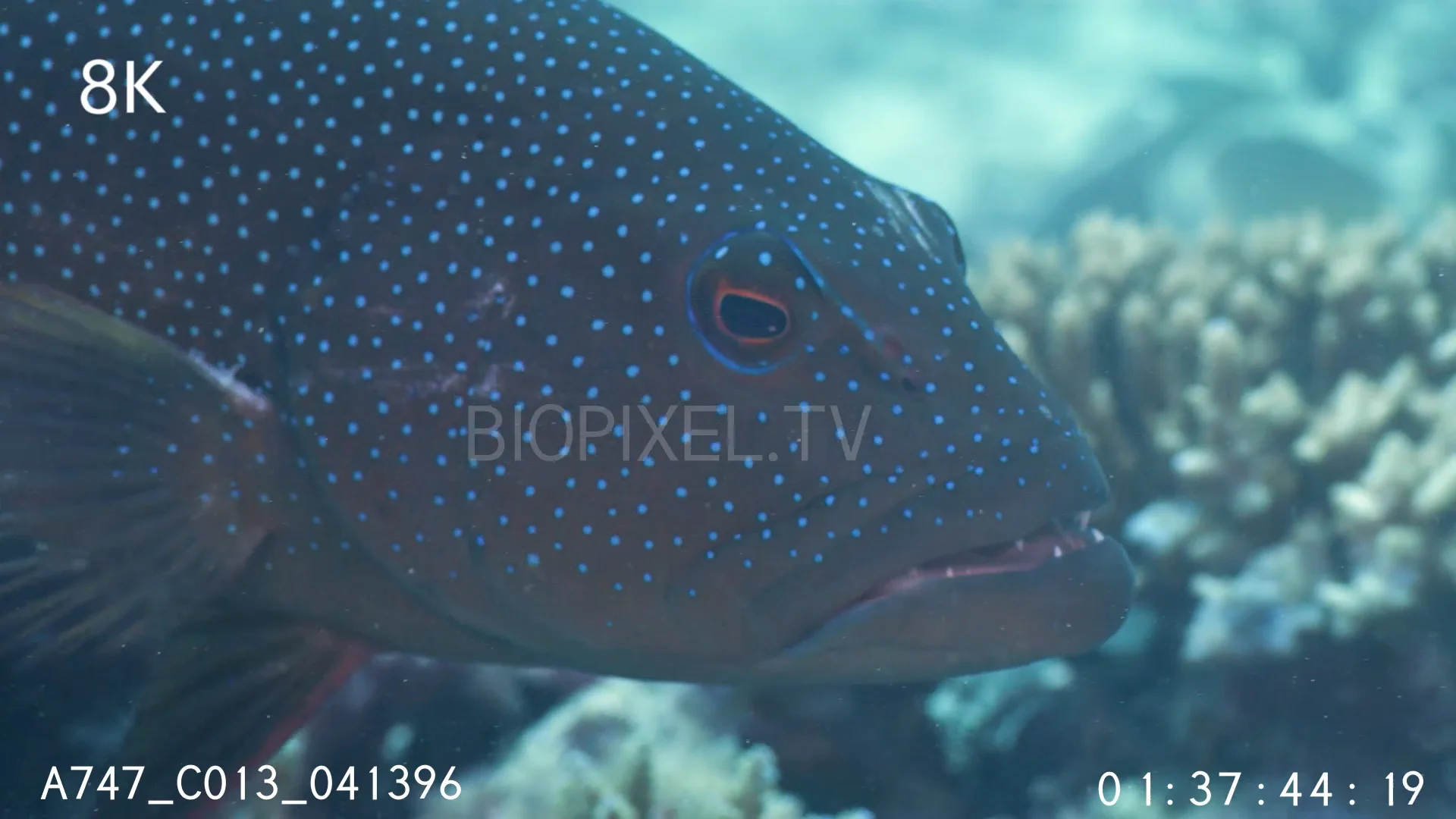 Fish Groupers and Cod - Juvenile coral trout 8K on Vimeo