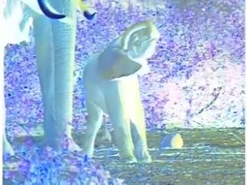World Animals in G Major [Part 2] on Vimeo