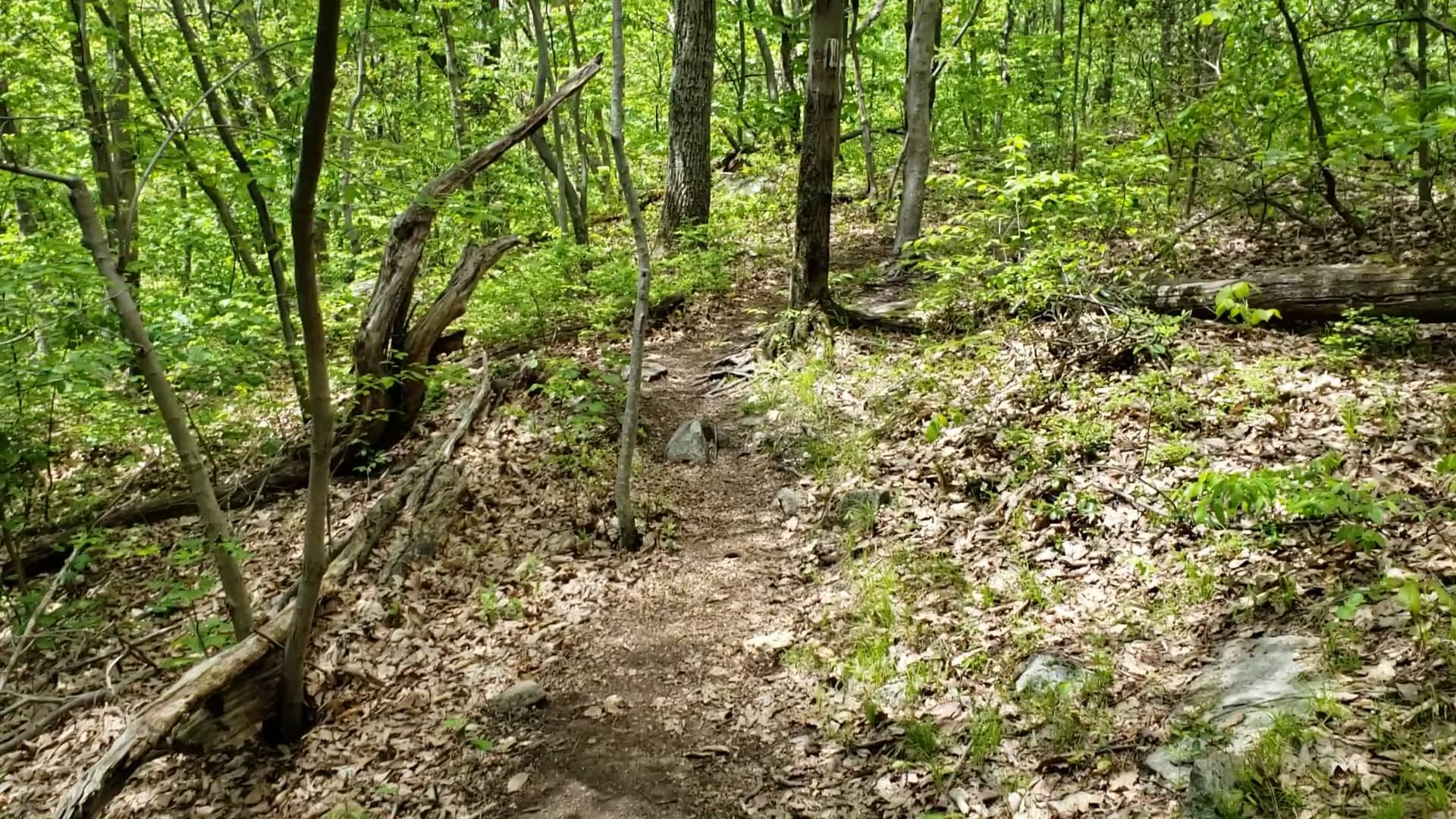 The Rock Path (3) on Vimeo