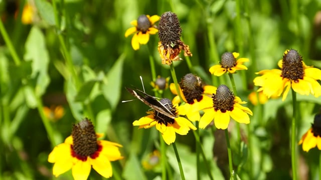 200+ Free Pollination & Insect Videos, HD & 4K Clips - Pixabay