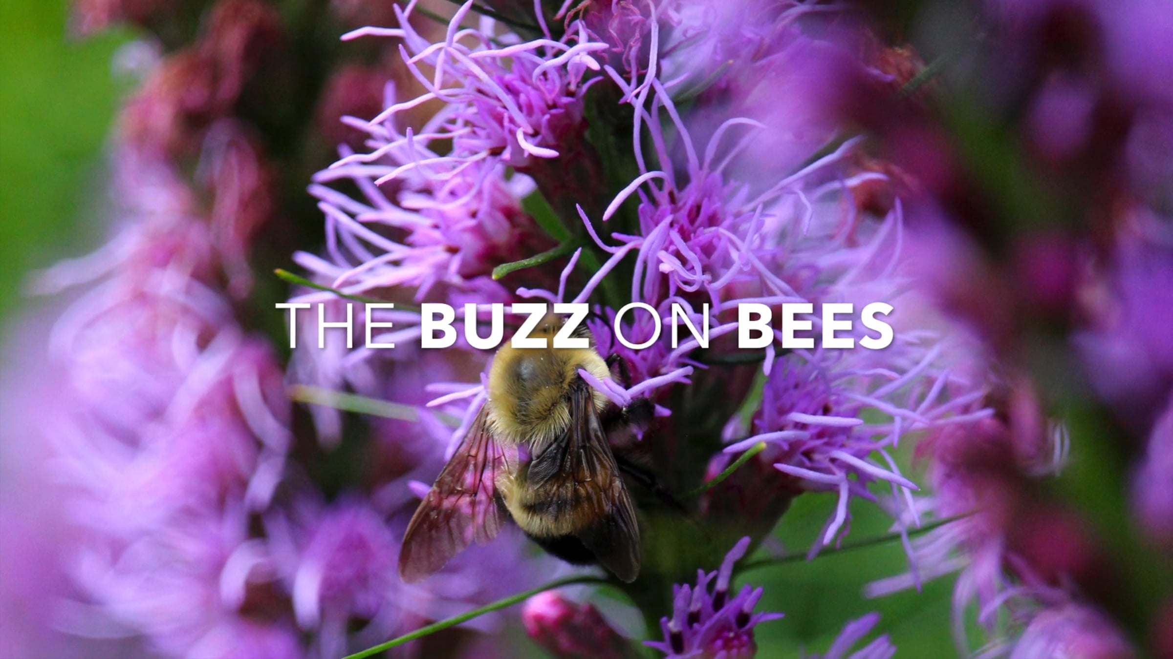 The Buzz on Bees