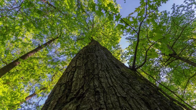 Landscape, Outdoor, Tree. Free Stock Video - Pixabay