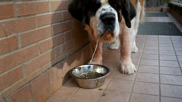 Dog, Dog Eat, Food Dogs. Free Stock Video - Pixabay