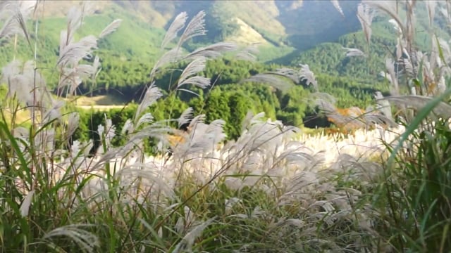 Japanese, Panpas, Grass. Free Stock Video - Pixabay