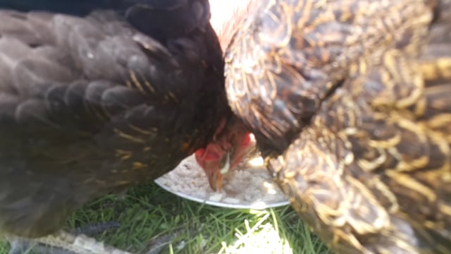 Organic Chicken Food Free Stock Video - Pixabay