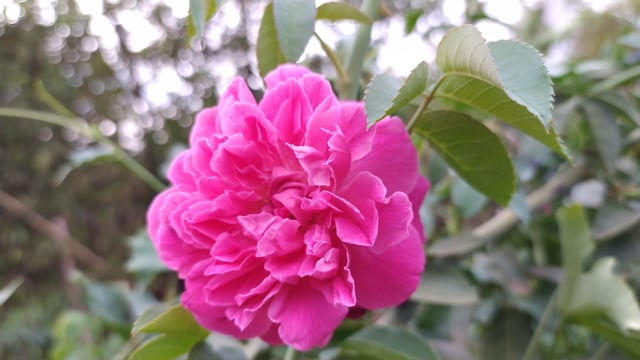 Indian Flower, Flower, Rose. Free Stock Video - Pixabay