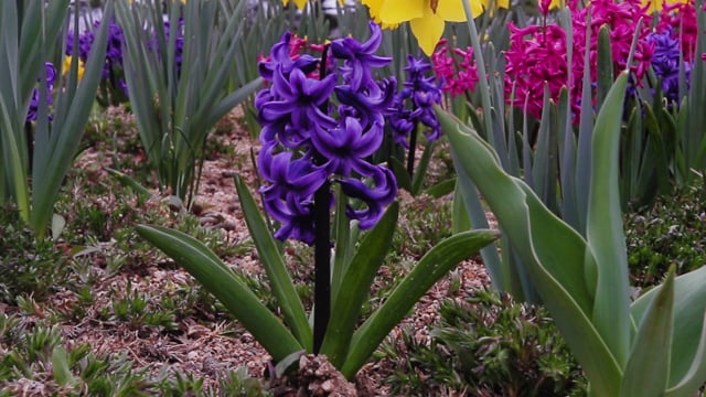 Primavera Flores Natureza - Free video on Pixabay - Pixabay