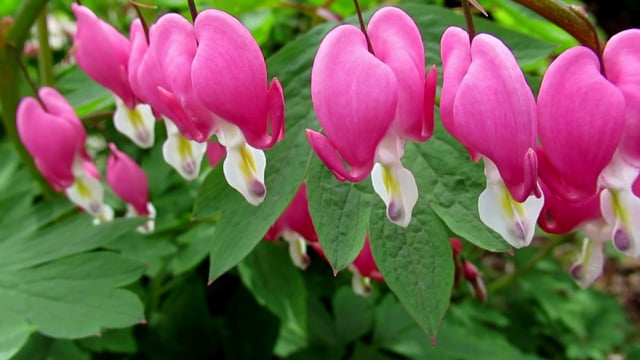 Flower, Bleeding Heart, Spring. Free Stock Video - Pixabay
